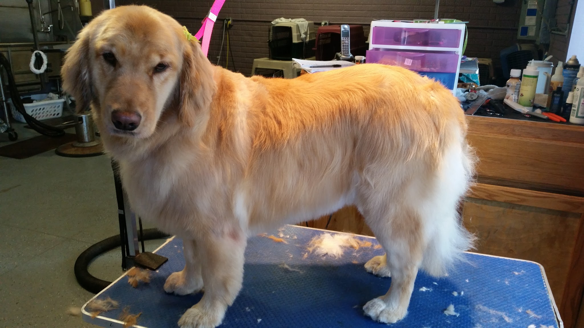 Anderson's Grooming | Local Vet Clinics