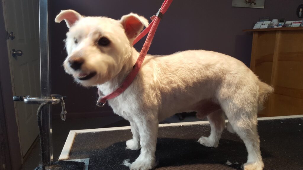 Anderson's Grooming | Local Vet Clinics