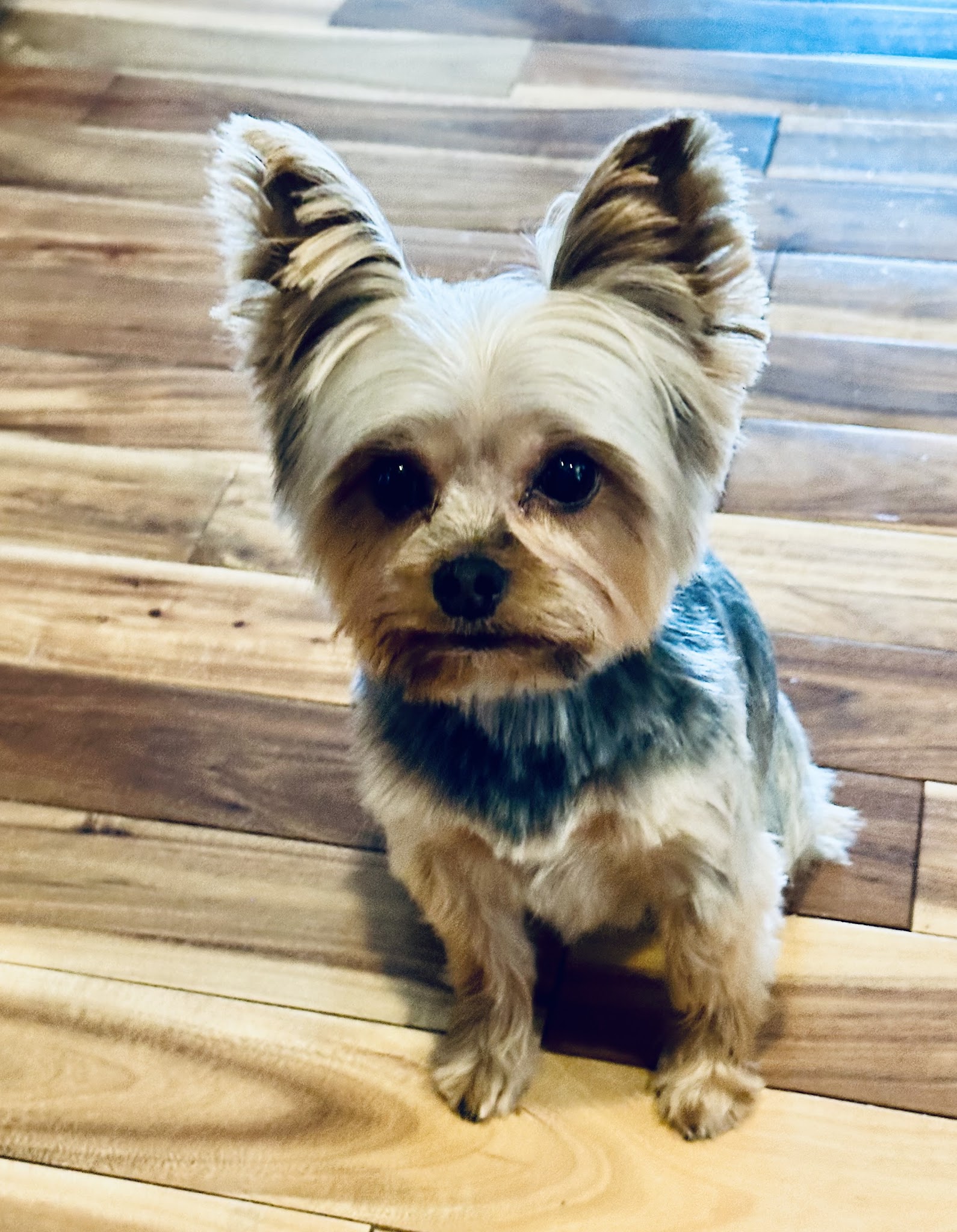 Classic Cuts Dog Grooming | Local Vet Clinics