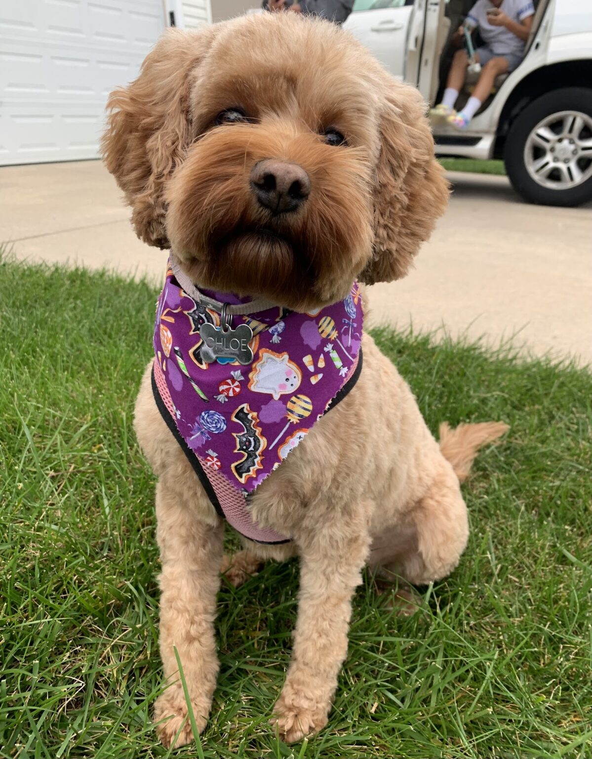 Donna's Pet Grooming | Local Vet Clinics