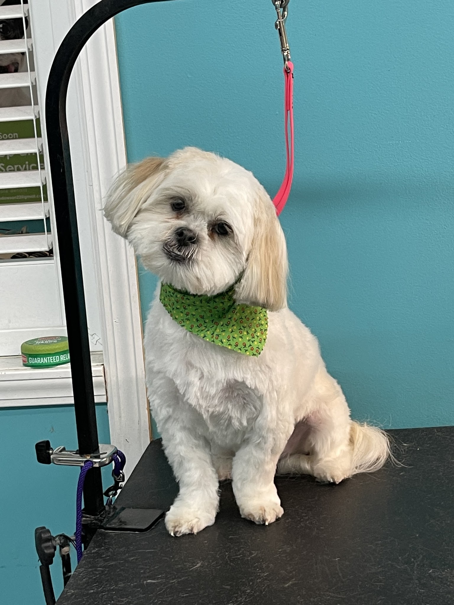 Adrienne’s Paw Paw Spa | Local Vet Clinics