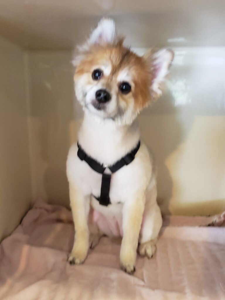 Foofur's Grooming | Local Vet Clinics