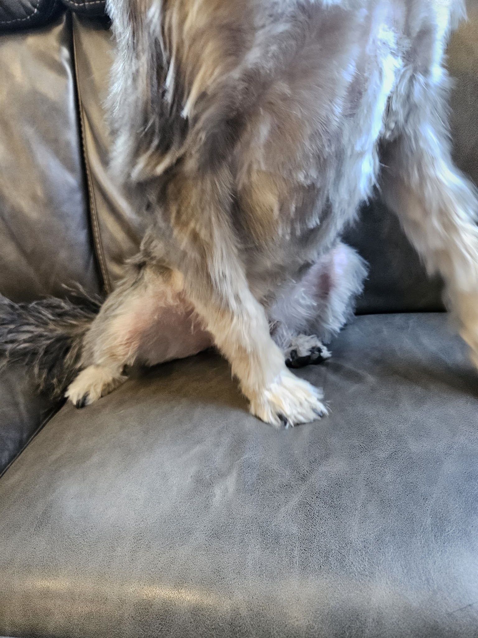 Julie's Dog Spa | Local Vet Clinics