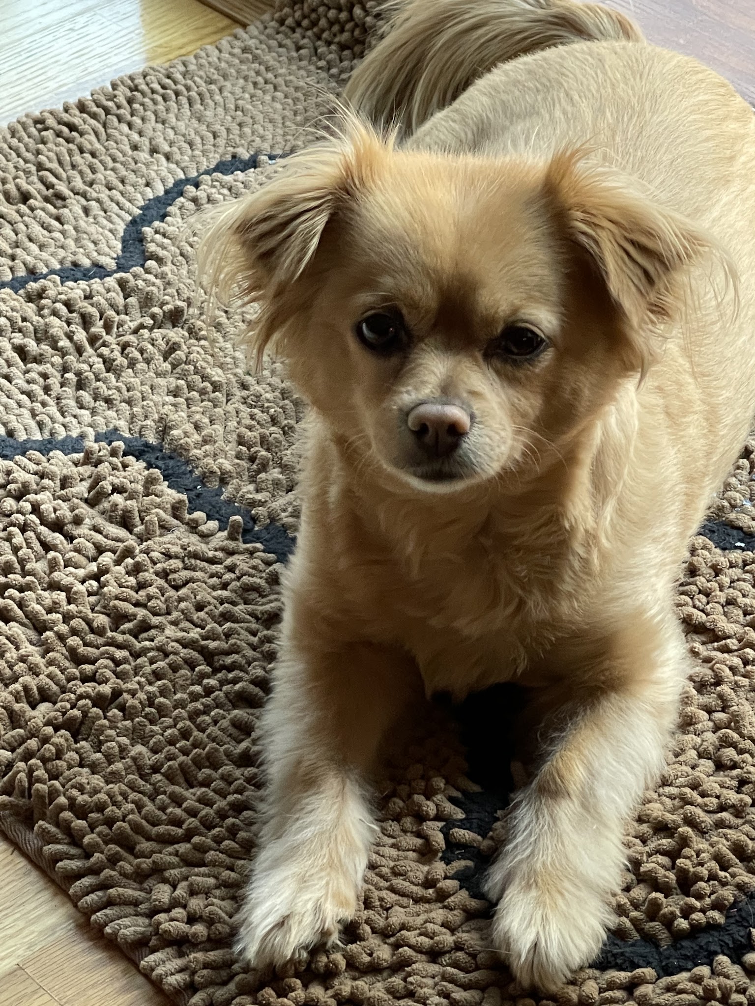 Lucky Dog | Local Vet Clinics