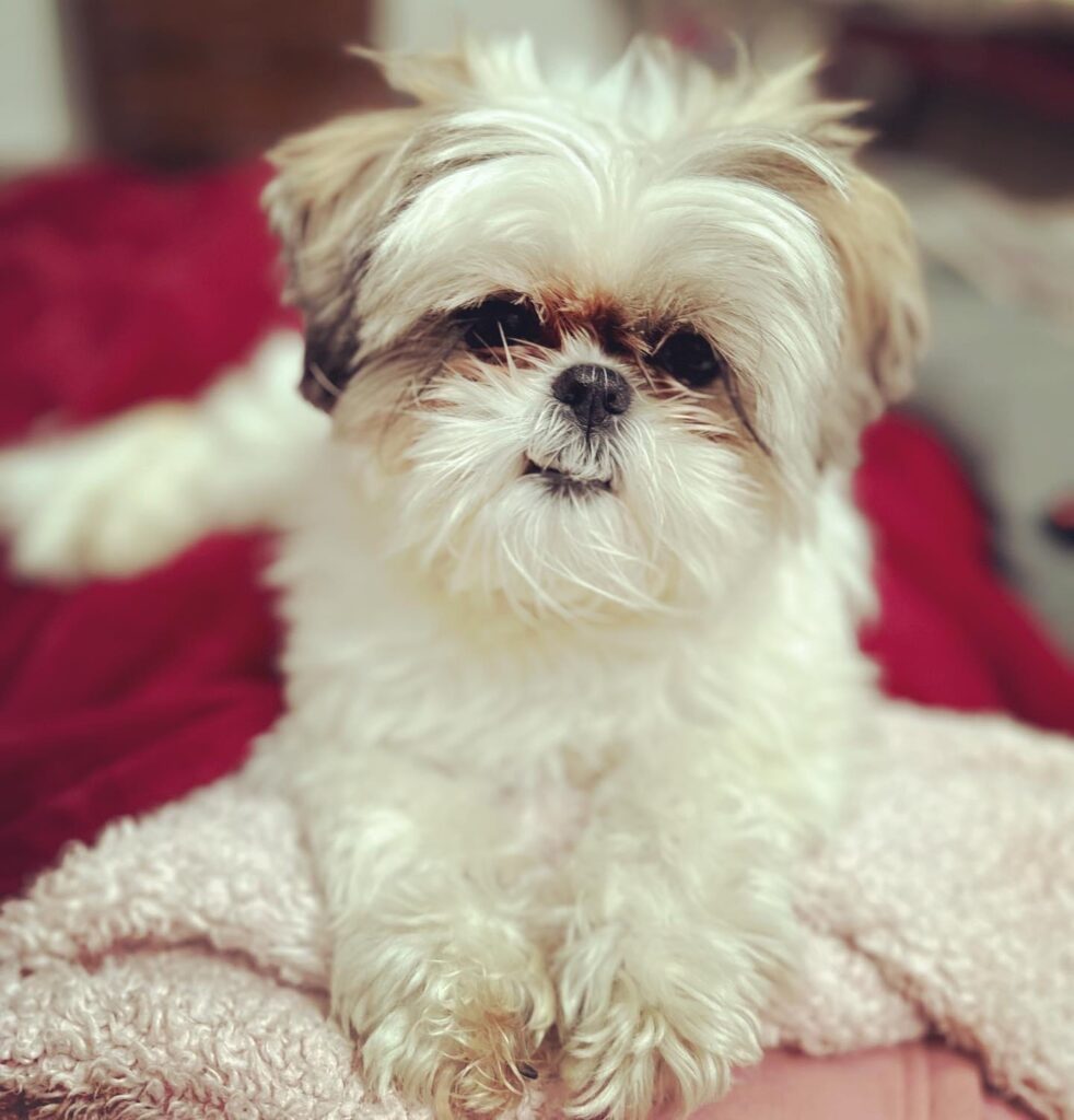 Lucky Dog | Local Vet Clinics