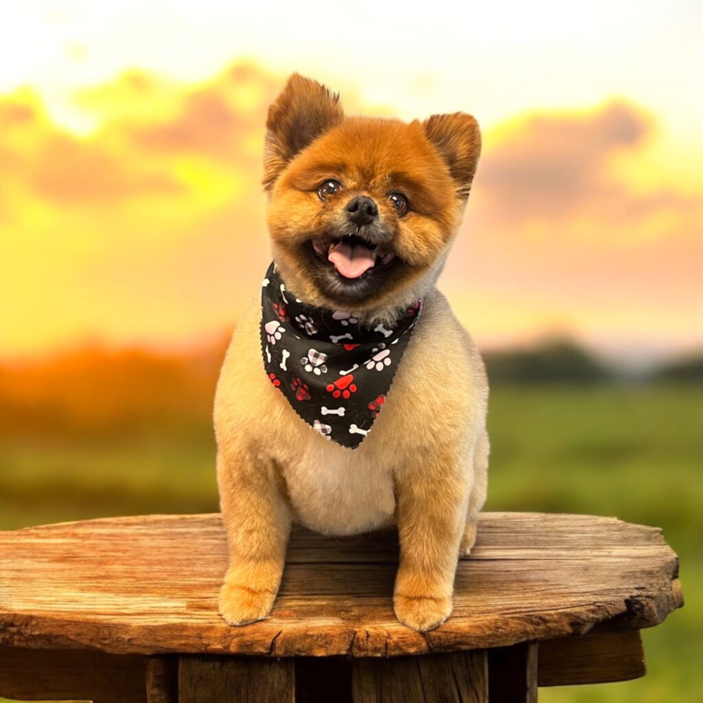 Perfect Pawz Pet Spa | Local Vet Clinics