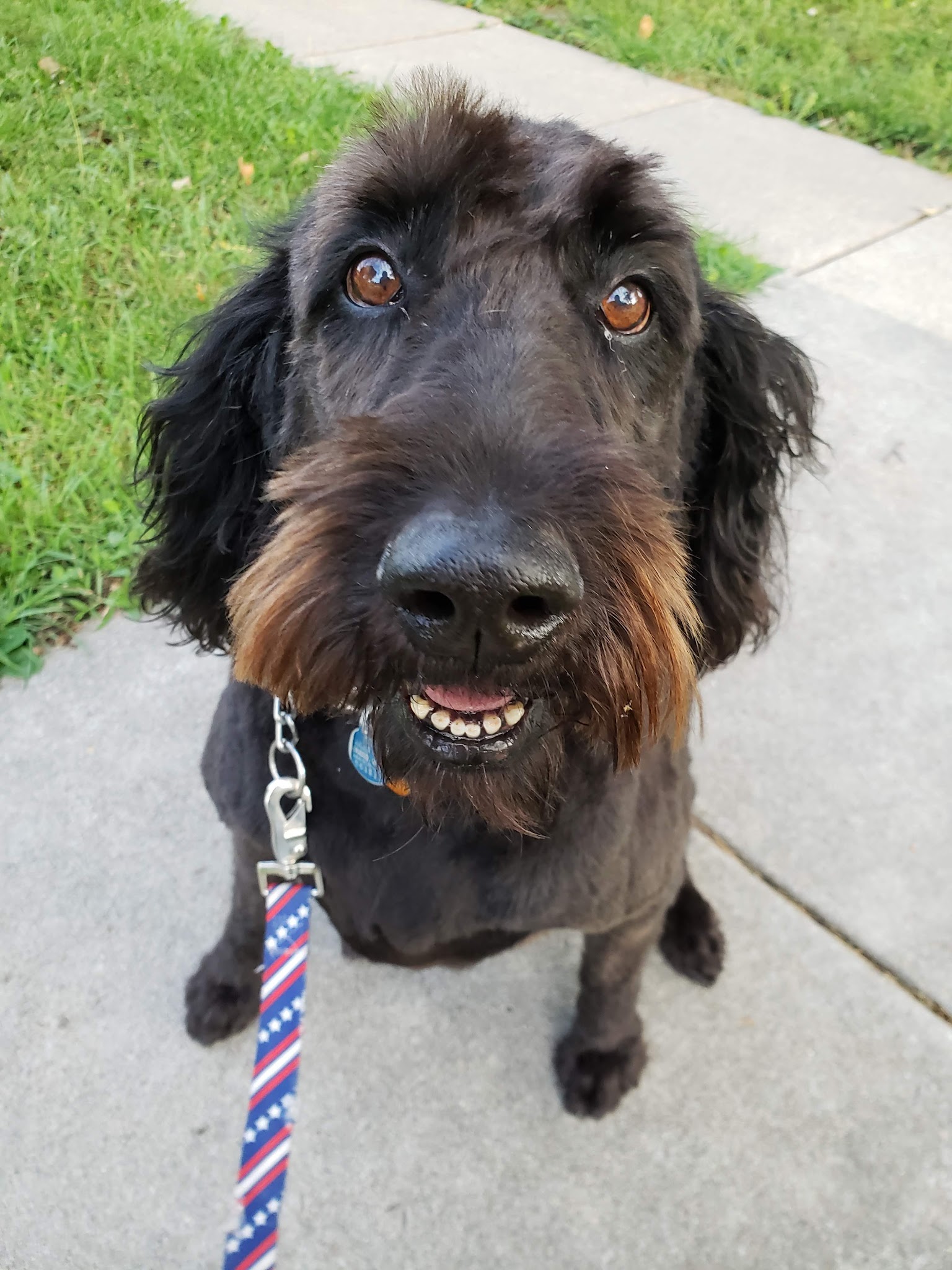 Soft Touch Pet Grooming | Local Vet Clinics