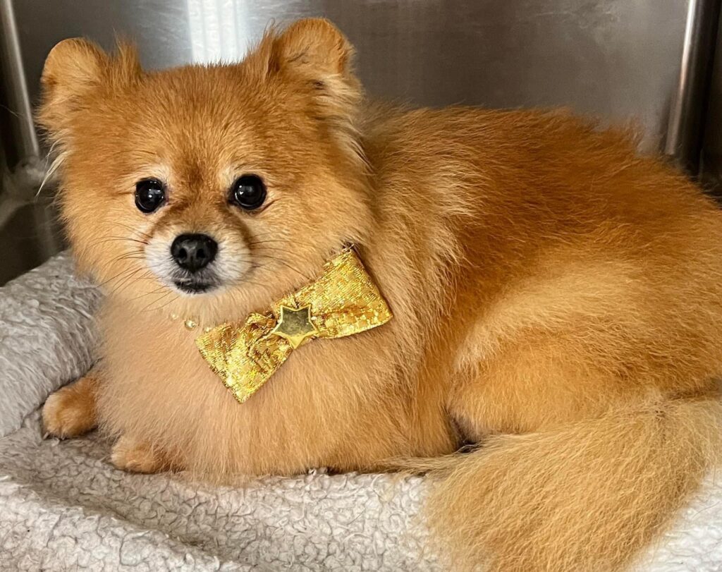 All 4 Paws Dog Grooming | Local Vet Clinics