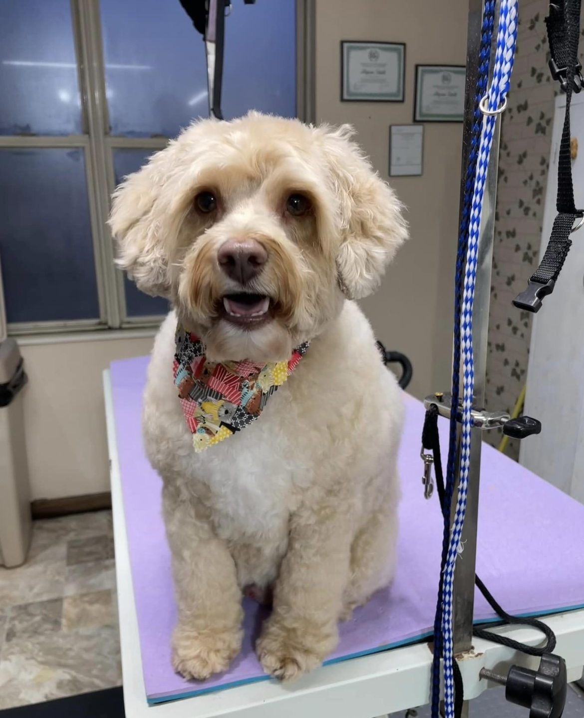 Aly’s Dog Grooming, LLC | Local Vet Clinics