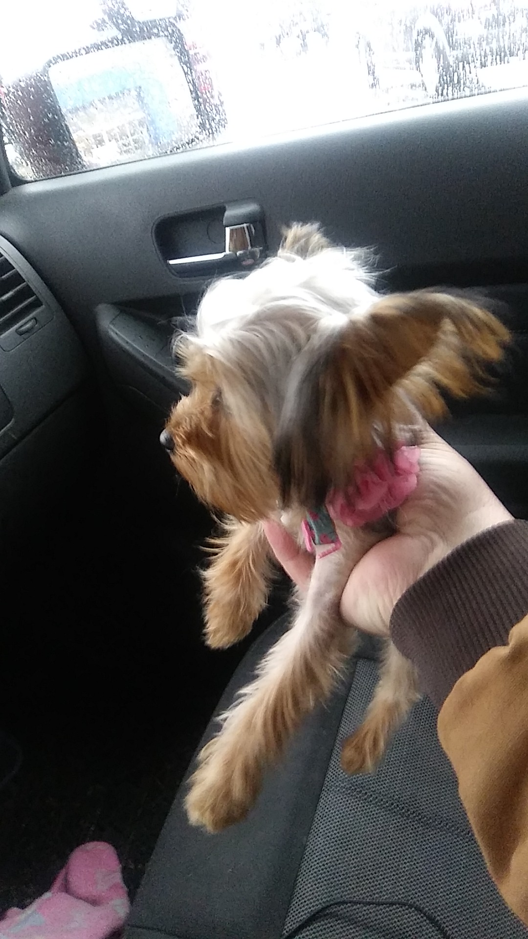 amanda gorgeous grooming | Local Vet Clinics