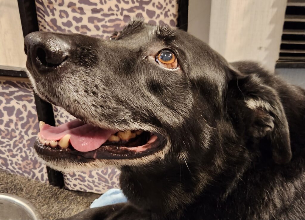 Barking Bubbles | Local Vet Clinics