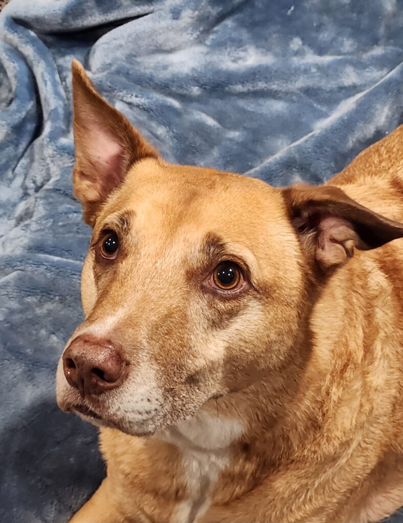 Barking Bubbles | Local Vet Clinics