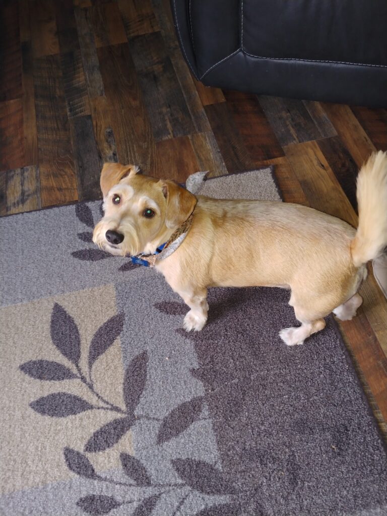 Furry Friends Grooming Salon | Local Vet Clinics