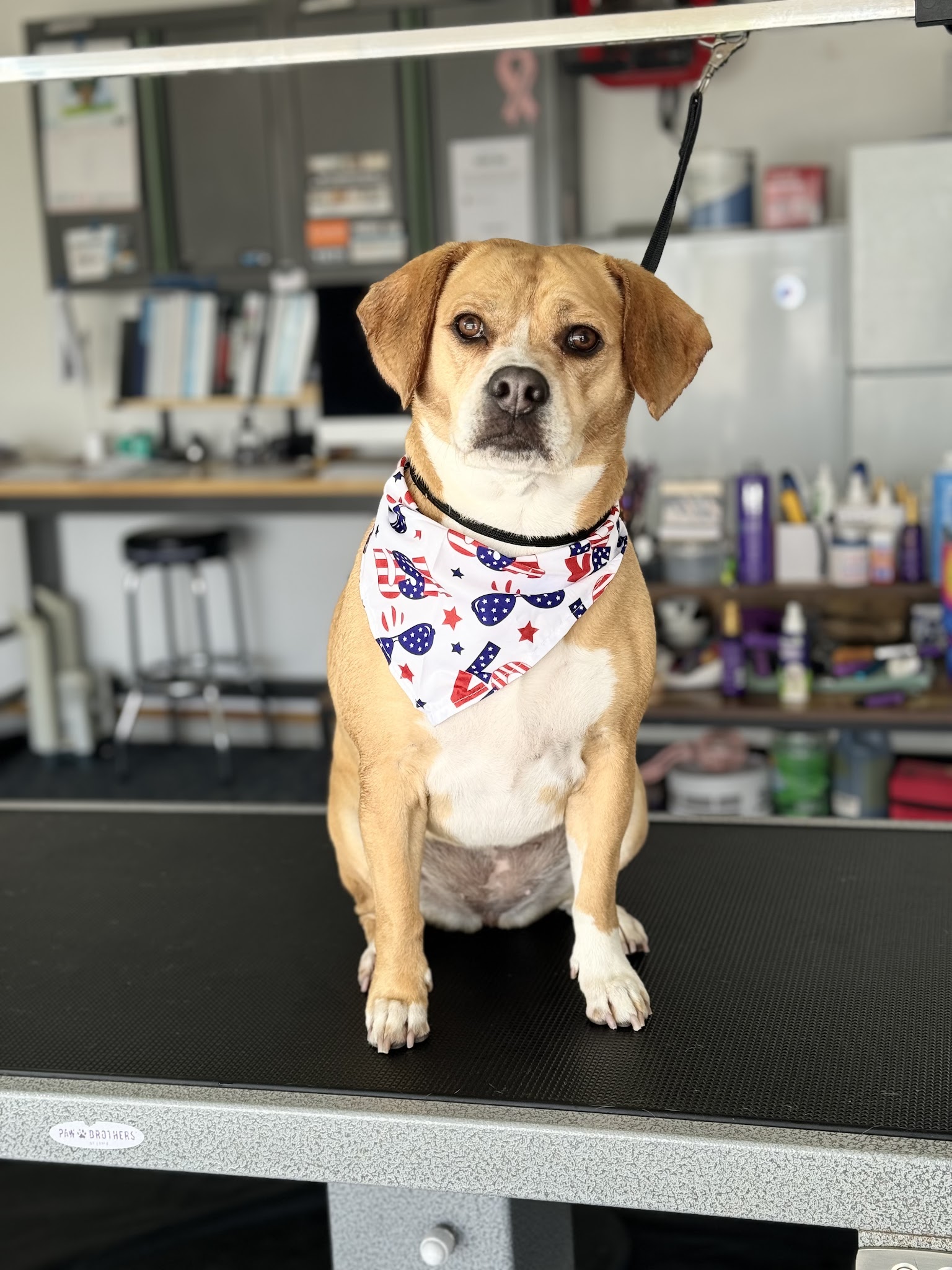 Happy Dog Day Spa LLC | Local Vet Clinics