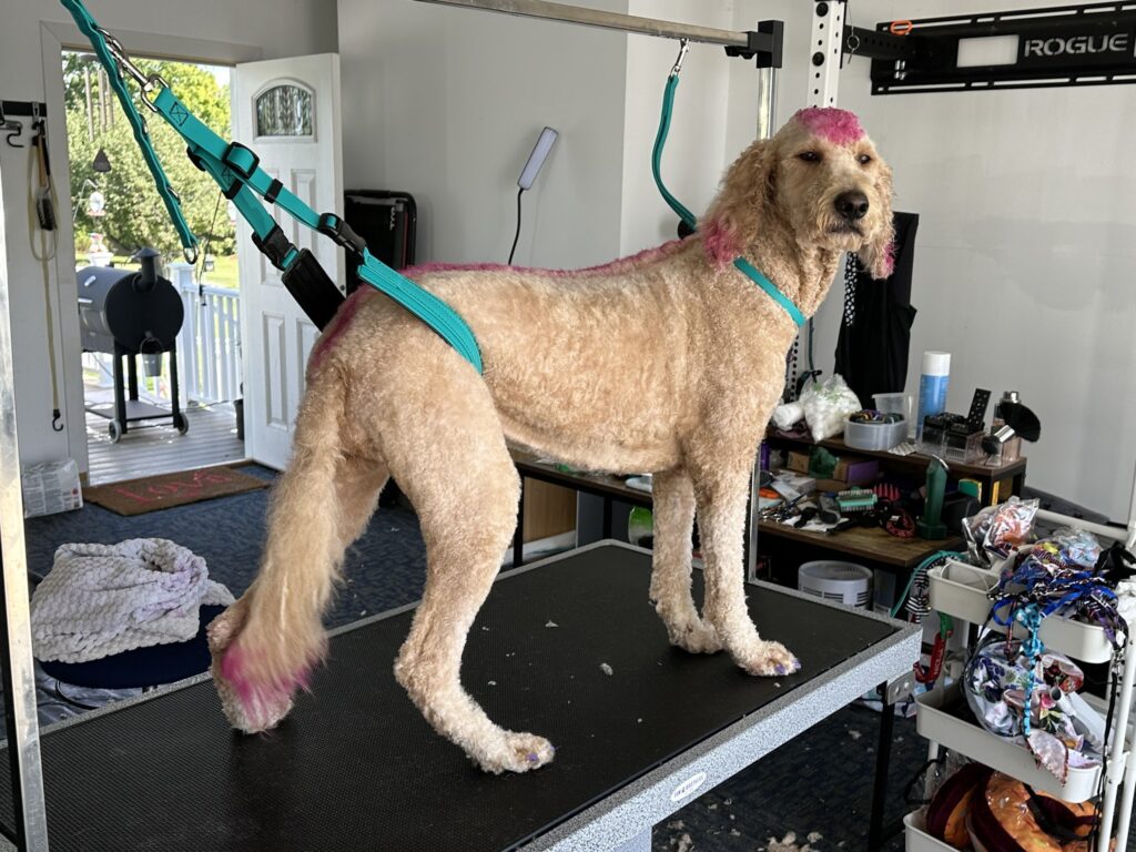 Happy Dog Day Spa LLC | Local Vet Clinics