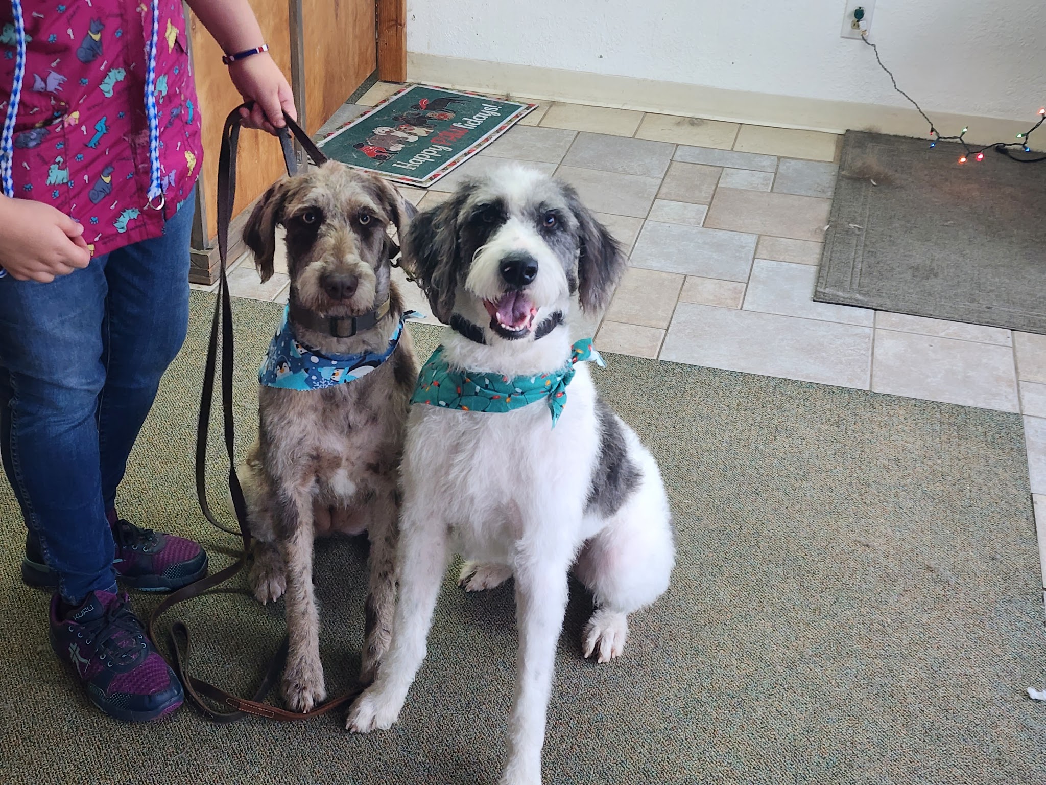 K9 Designs | Local Vet Clinics