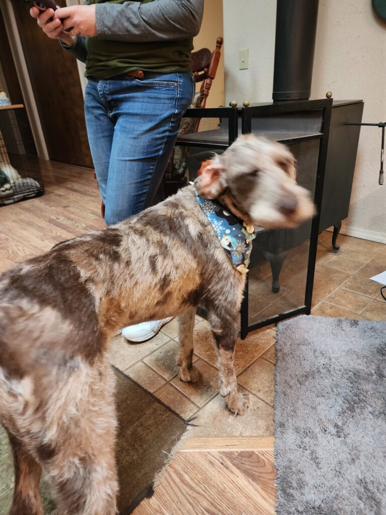 K9 Designs | Local Vet Clinics