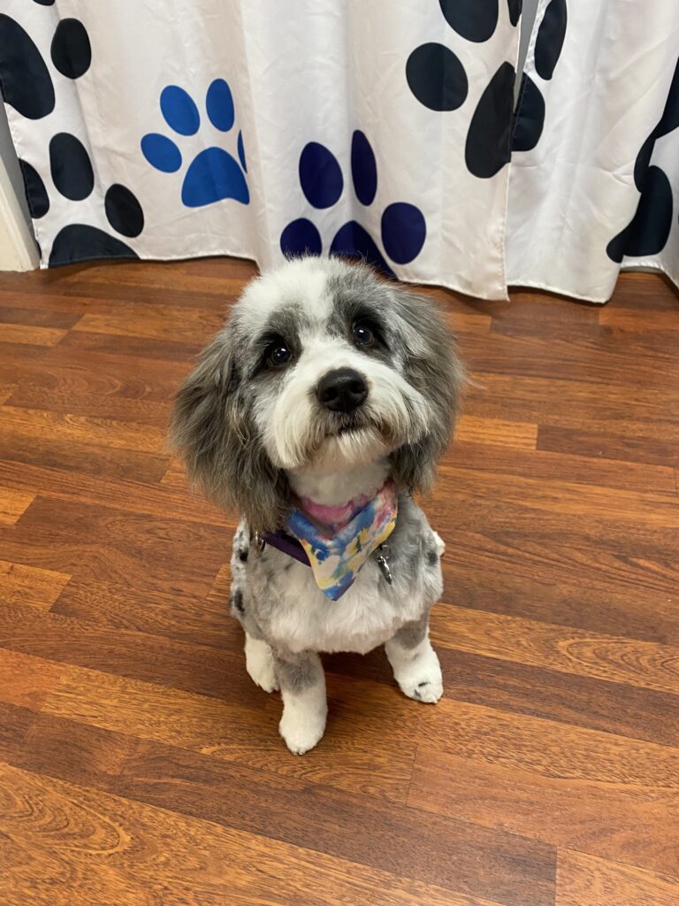 Nails to Tails Grooming | Local Vet Clinics