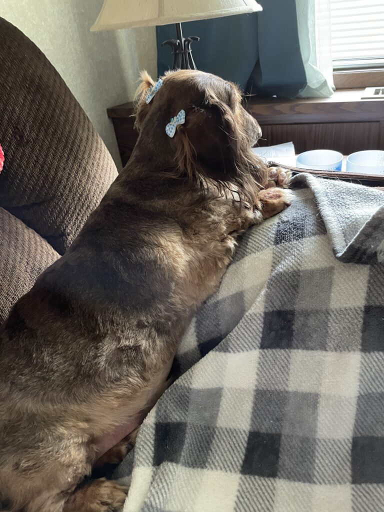 Pampered Paws | Local Vet Clinics