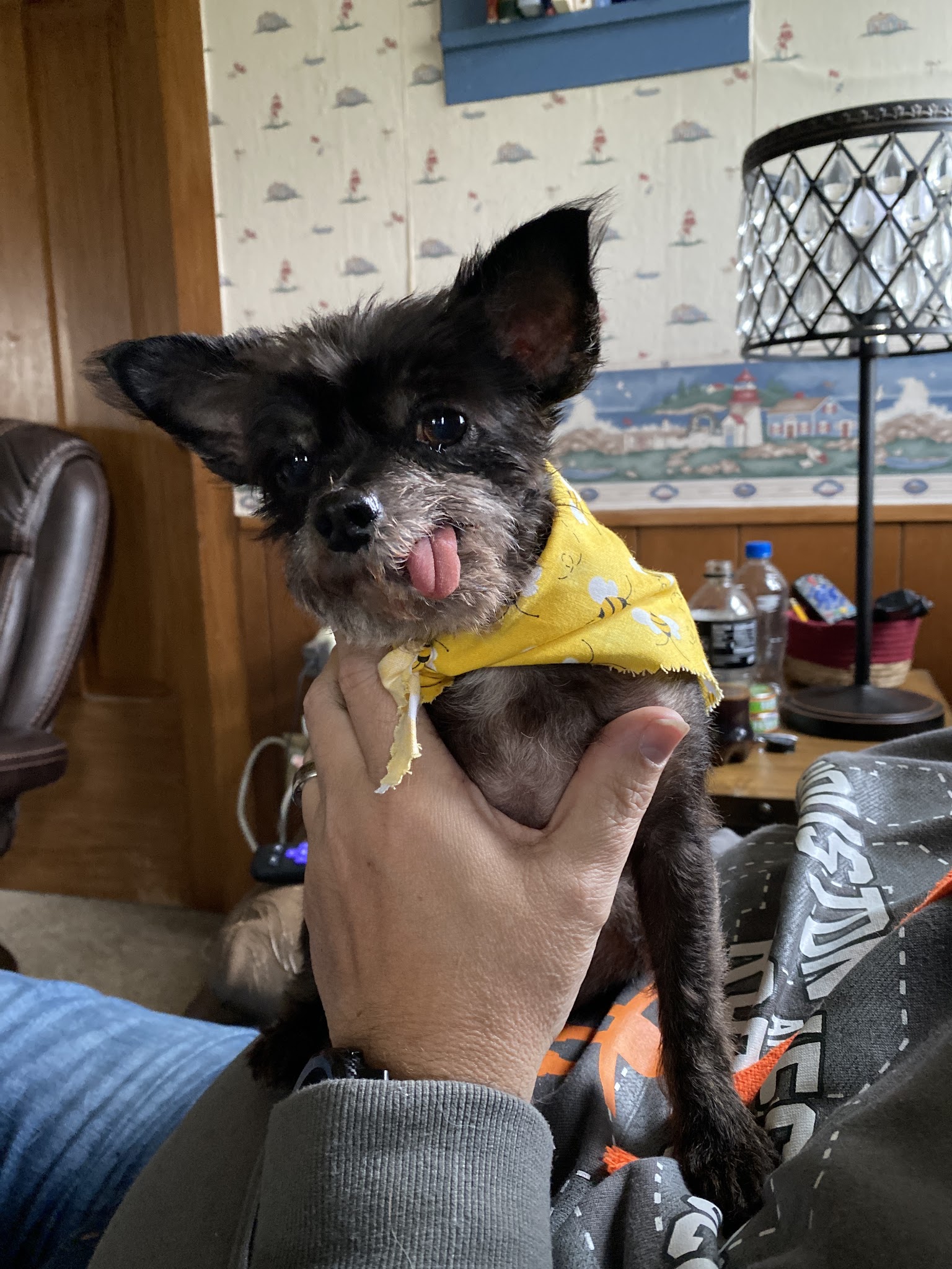 Paws Dog Grooming | Local Vet Clinics