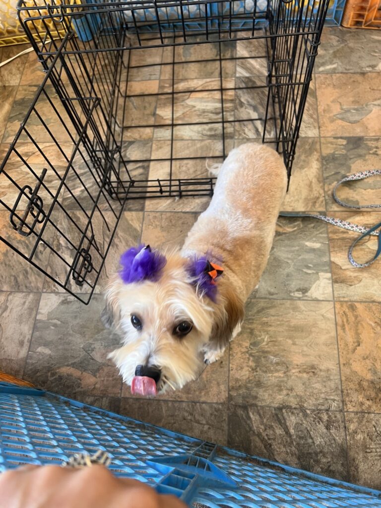 Gogga Pet Grooming | Local Vet Clinics