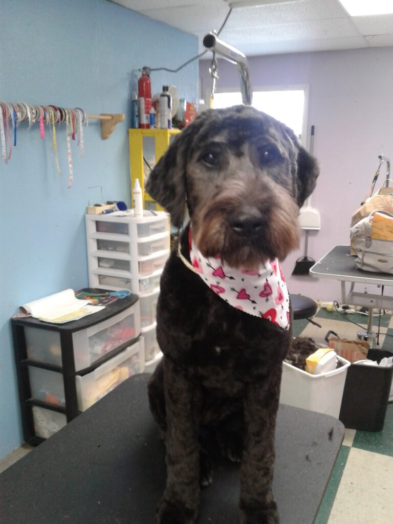 Pampered Paws Grooming | Local Vet Clinics