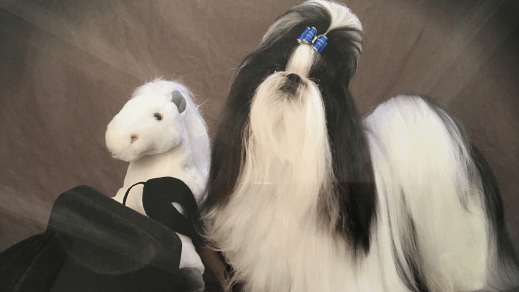 Patty's Grooming Room | Local Vet Clinics