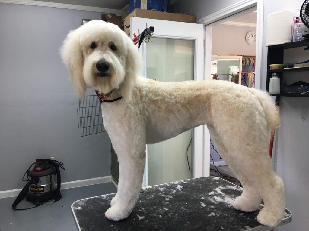 Patty's Grooming Room | Local Vet Clinics