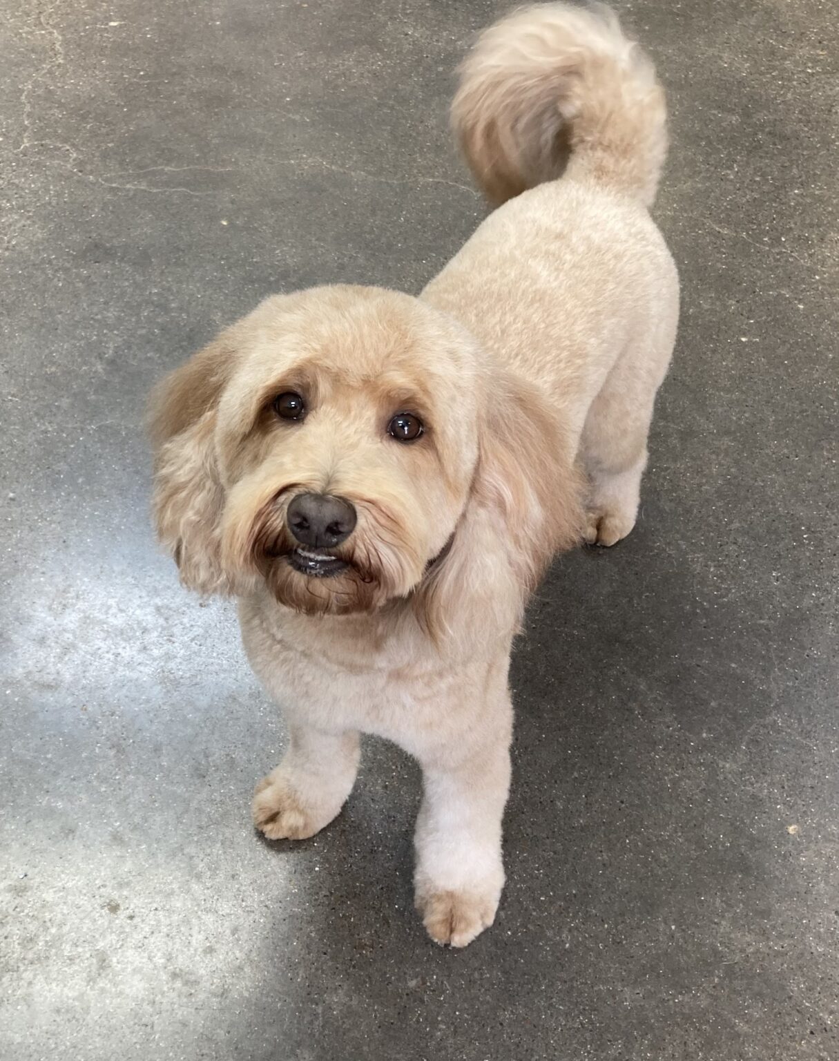 Pooch Perfect Spa | Local Vet Clinics