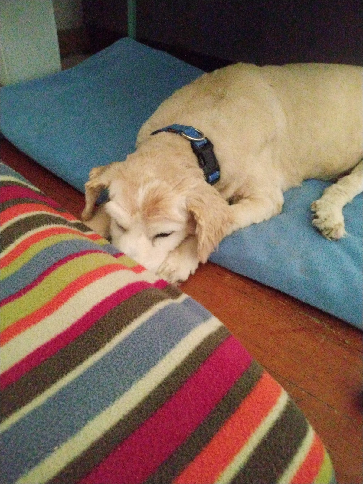 Poodle Parlor | Local Vet Clinics