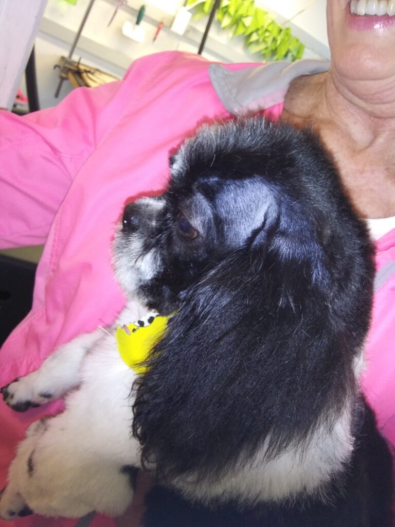 Posh Paw Pet Grooming | Local Vet Clinics