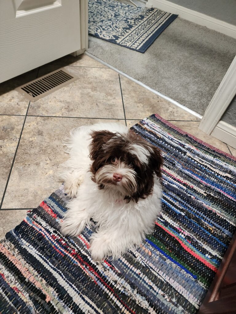 Posh Paw Pet Grooming | Local Vet Clinics