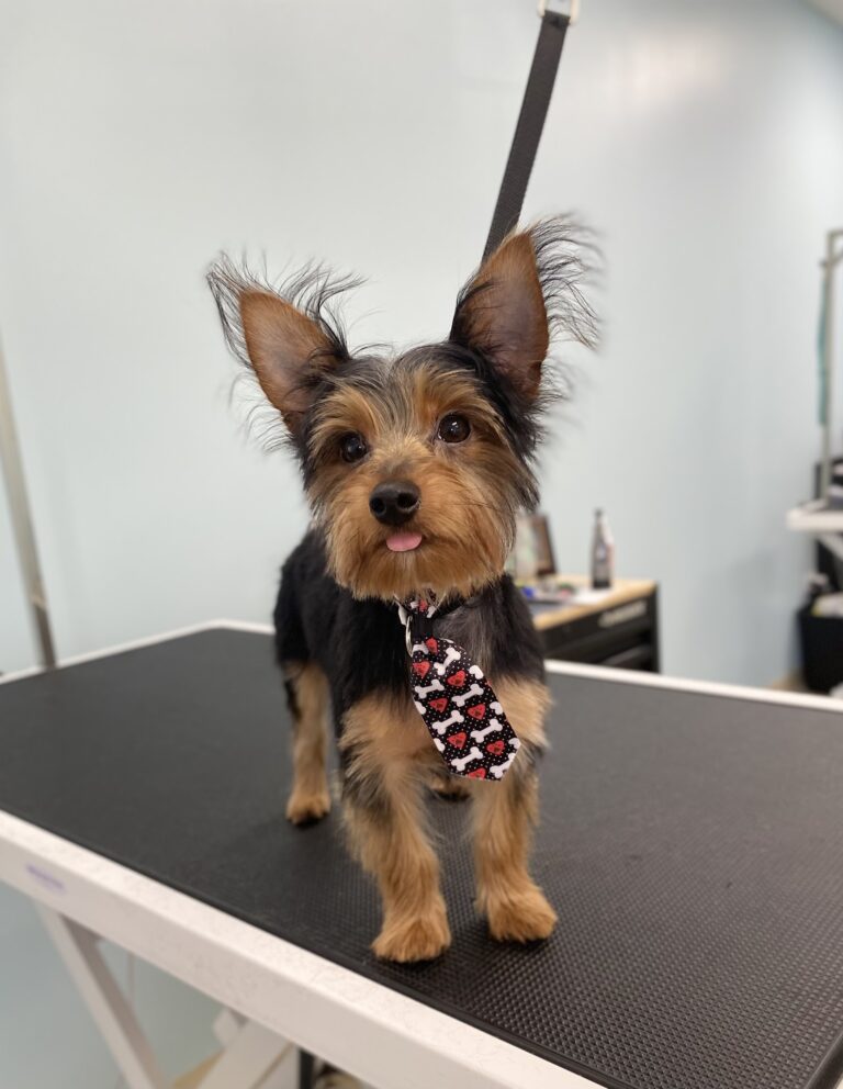 The Dapper Dog Groom Shoppe LLC | Local Vet Clinics