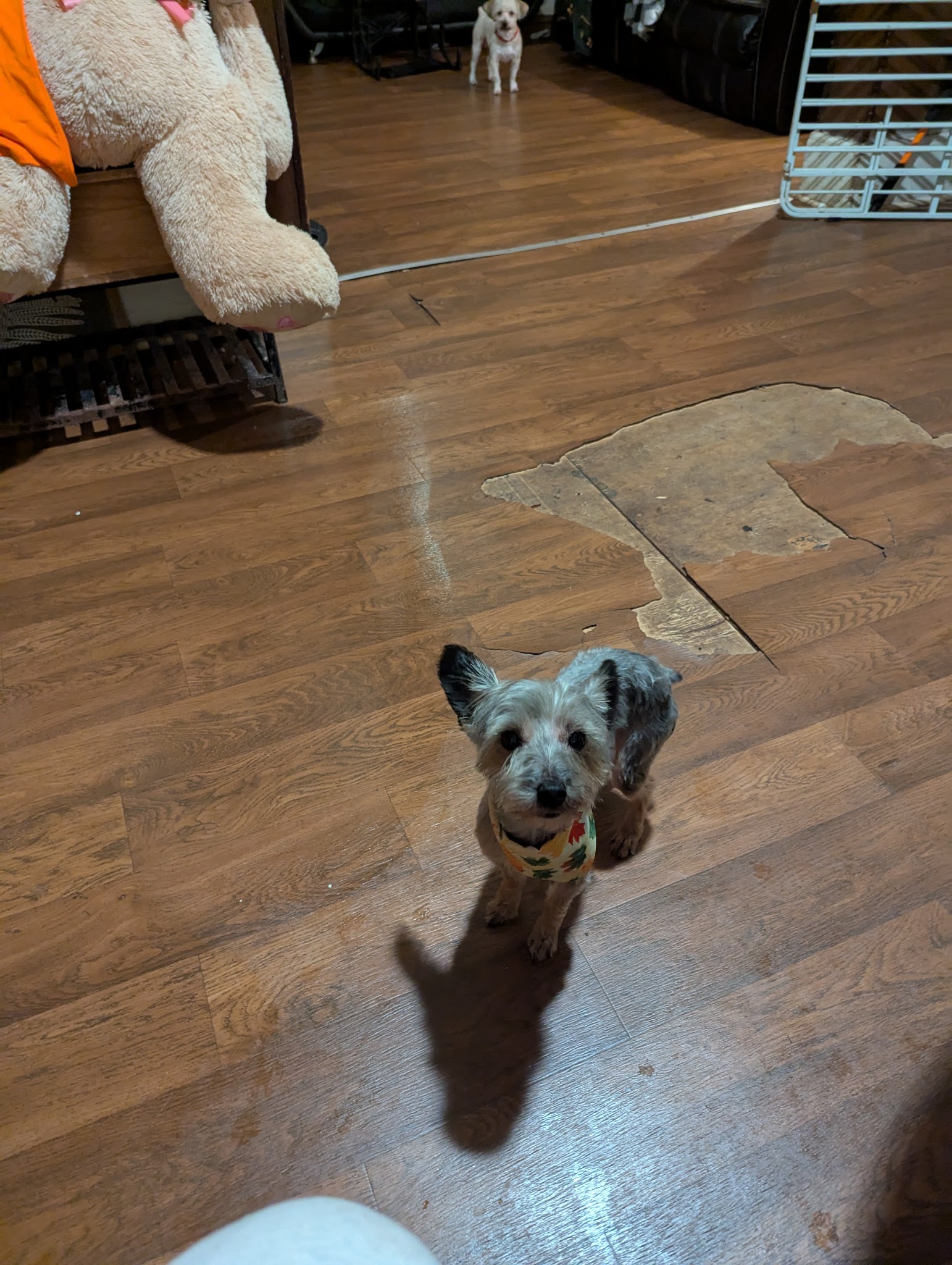 Yuppie Puppy | Local Vet Clinics
