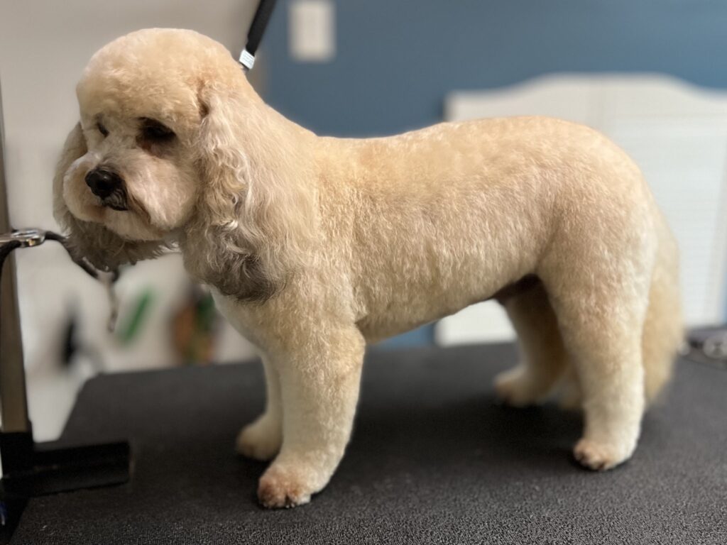 Angie's Pet Grooming | Local Vet Clinics