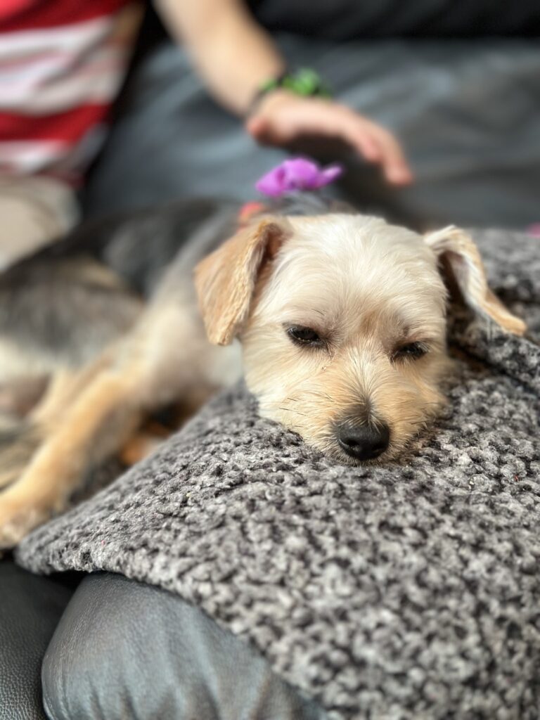 Angie's Pet Grooming | Local Vet Clinics