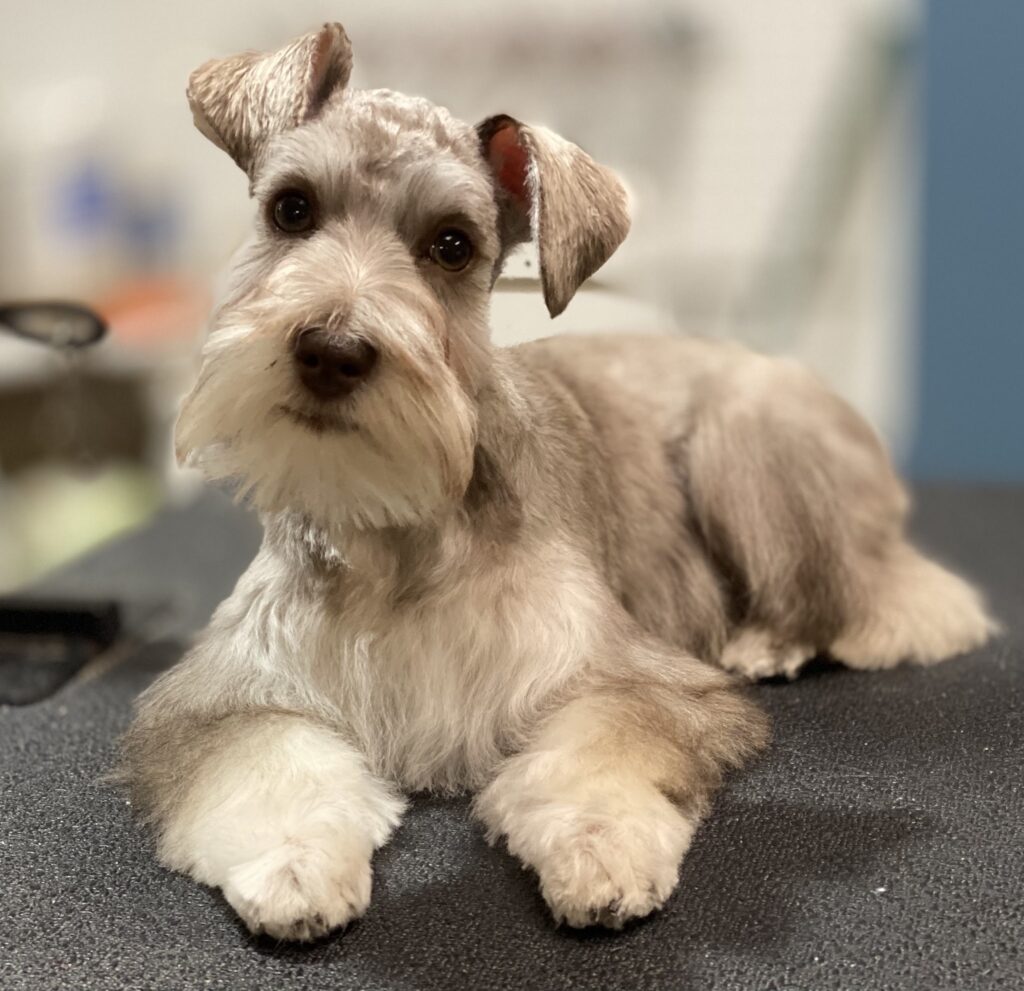 Angie's Pet Grooming | Local Vet Clinics