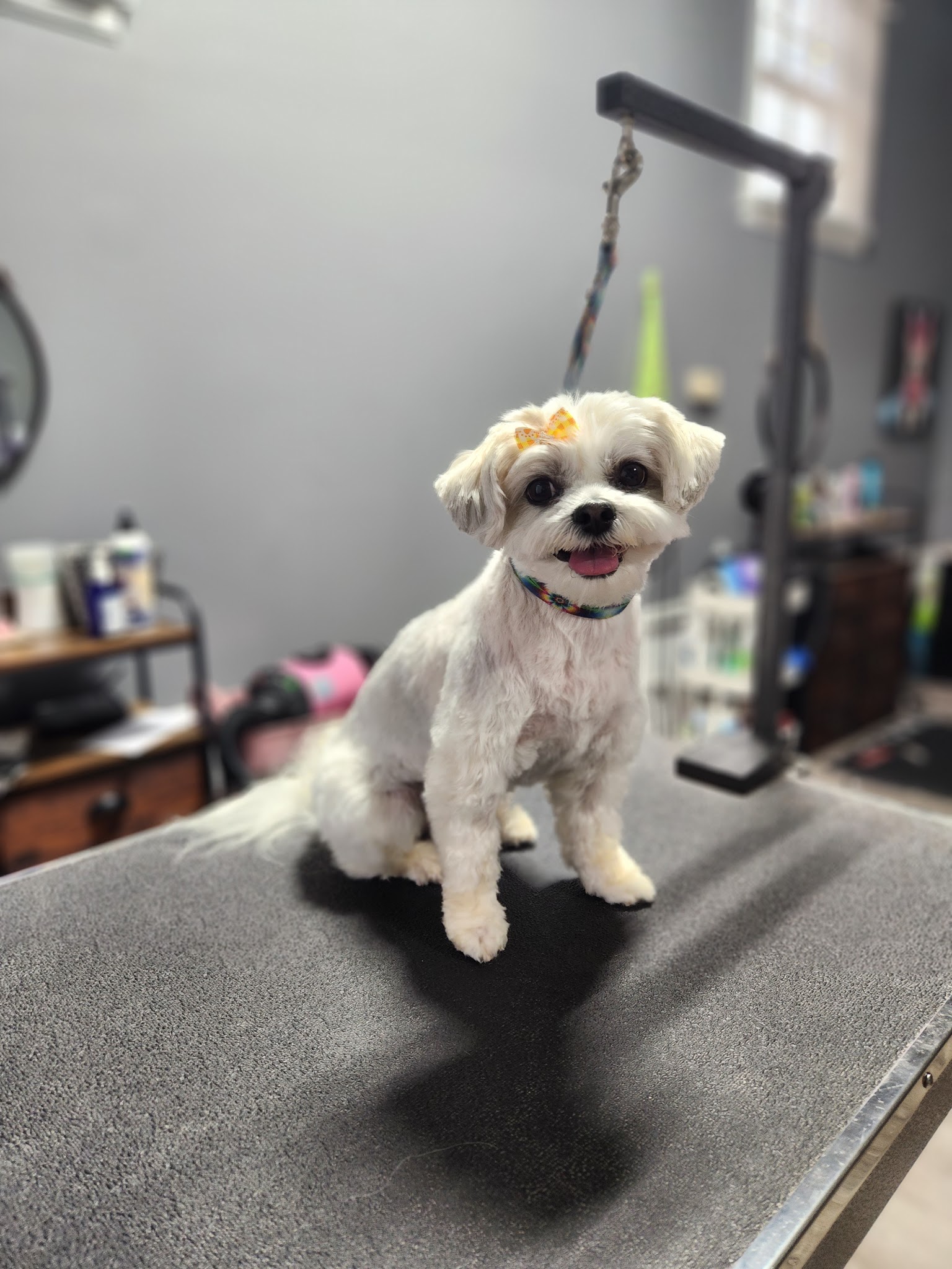 Ashley's Grooming LLC | Local Vet Clinics