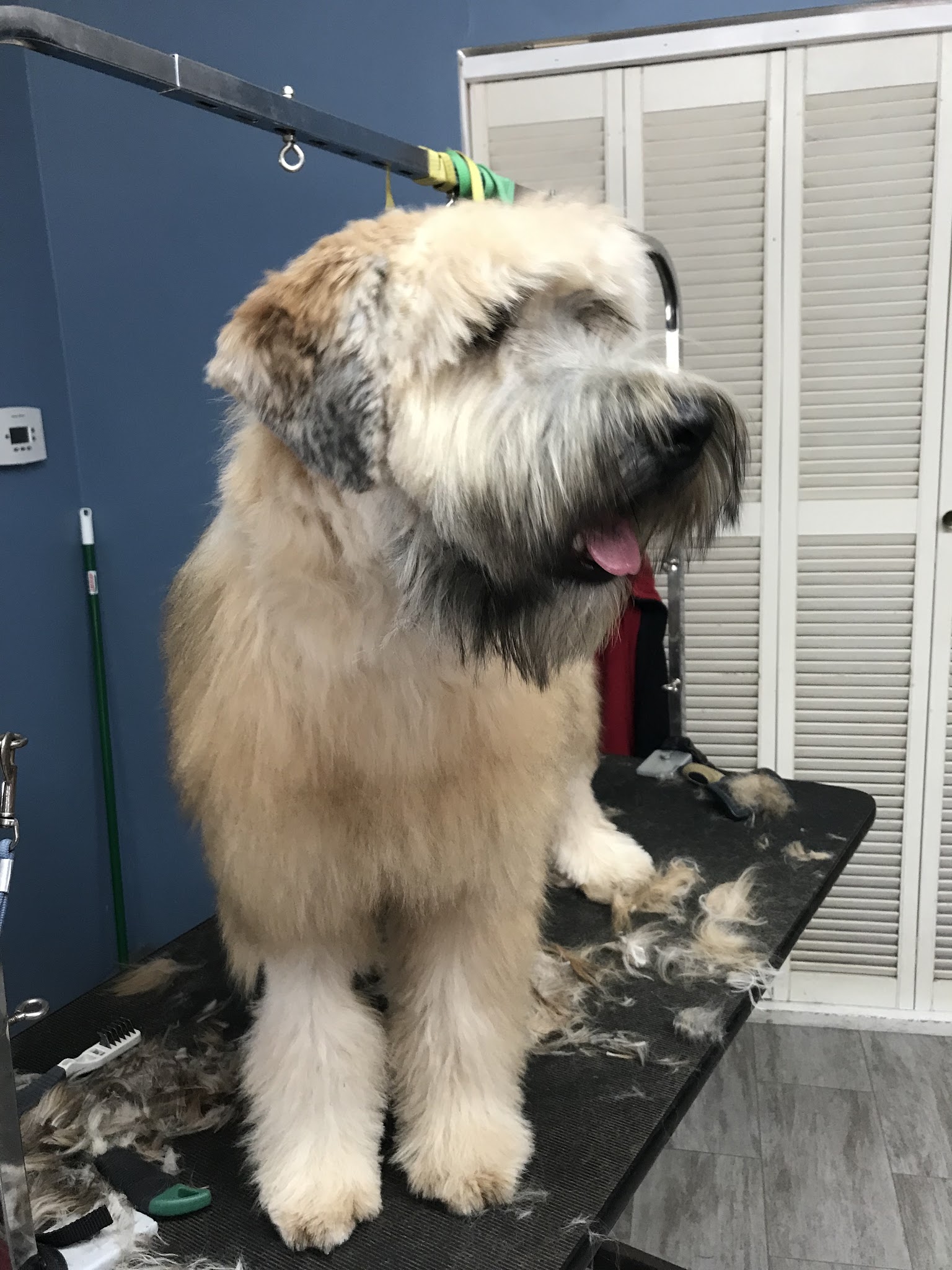 Angie S Dog Gone Pretty
