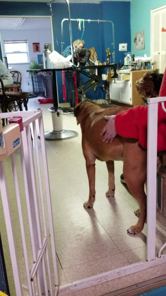 Dog Gone Pretty | Local Vet Clinics