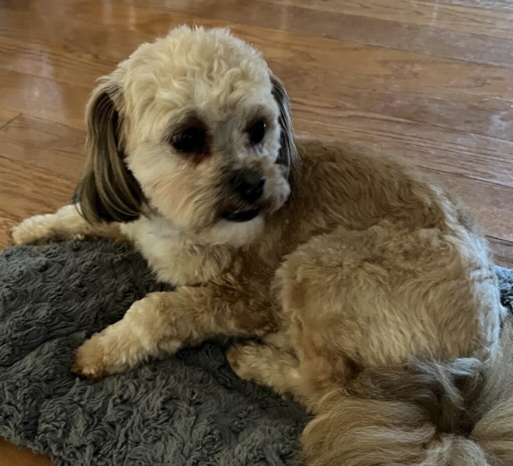 Dog Gone Pretty | Local Vet Clinics