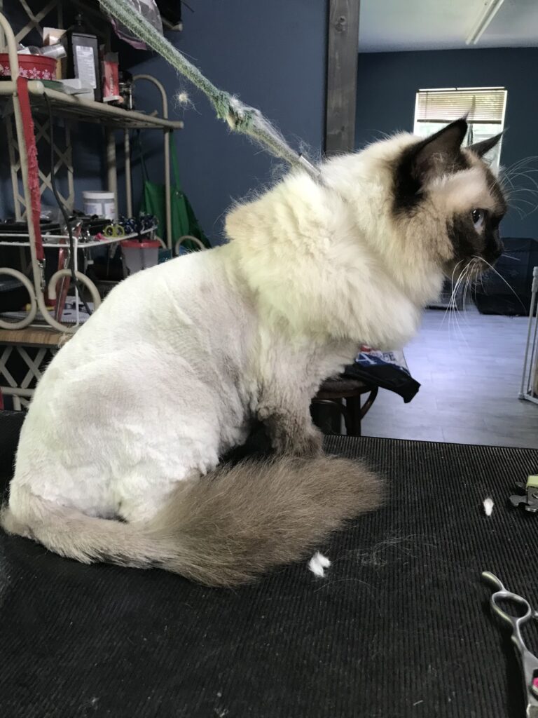 Dog Gone Pretty | Local Vet Clinics