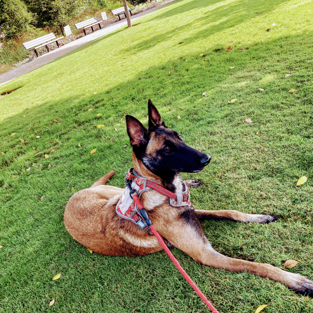 Joy Dog Grooming | Local Vet Clinics