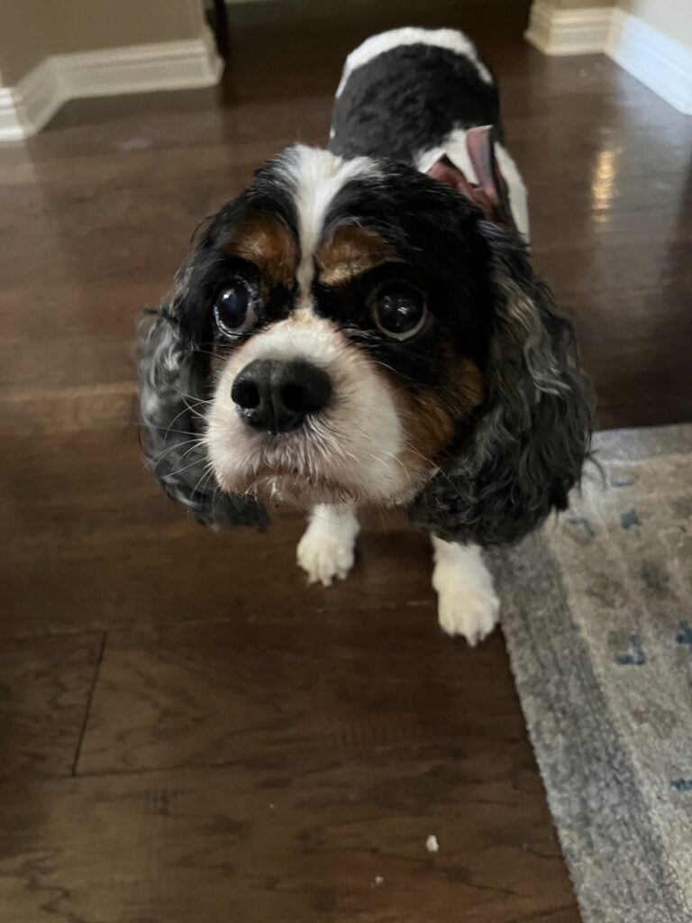 Katy's Grooming | Local Vet Clinics