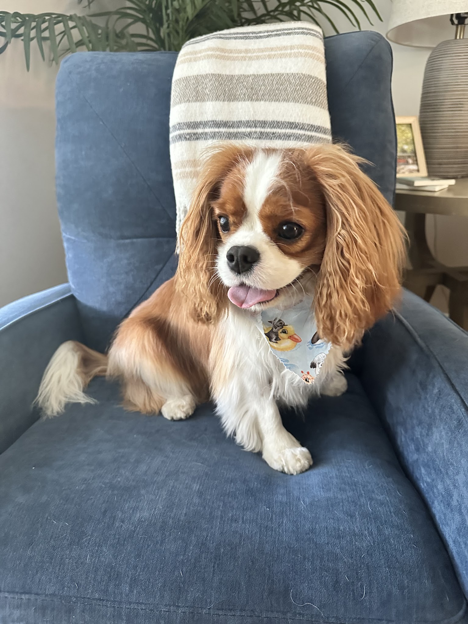 Ooh La La a Dog Spa | Local Vet Clinics