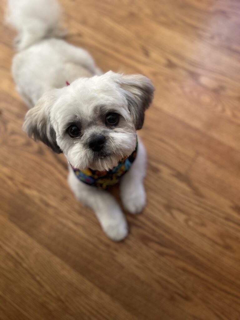 Ooh La La a Dog Spa | Local Vet Clinics