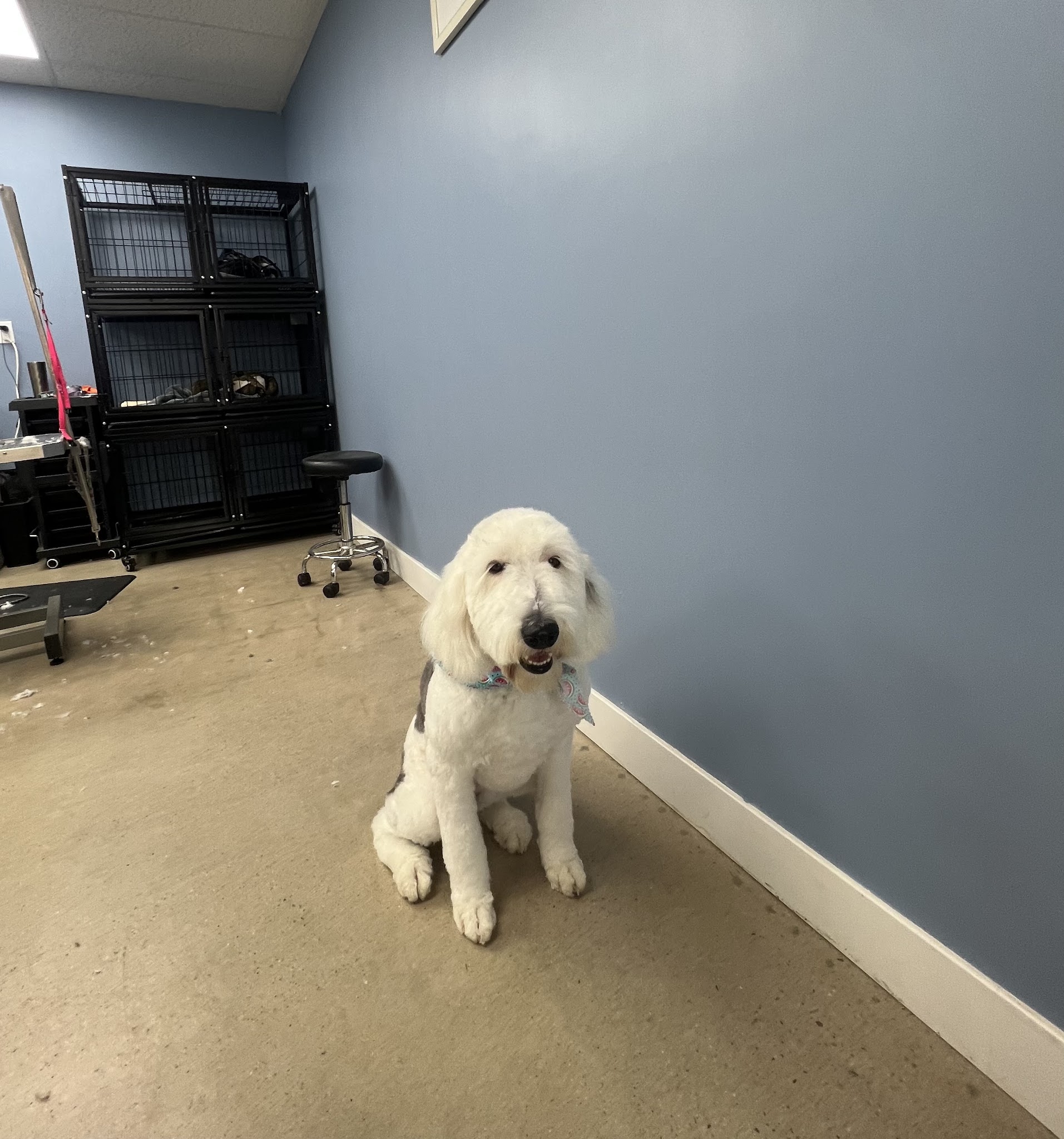 Pawsitive Energy Dog Grooming | Local Vet Clinics