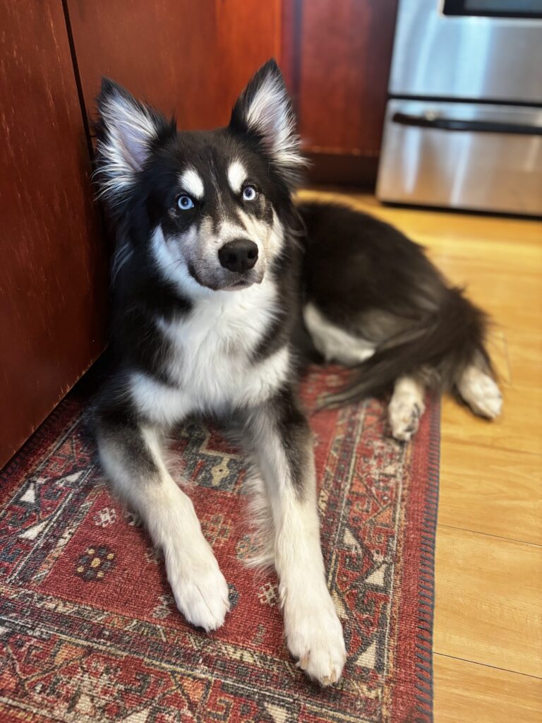 Pawsitive Energy Dog Grooming | Local Vet Clinics