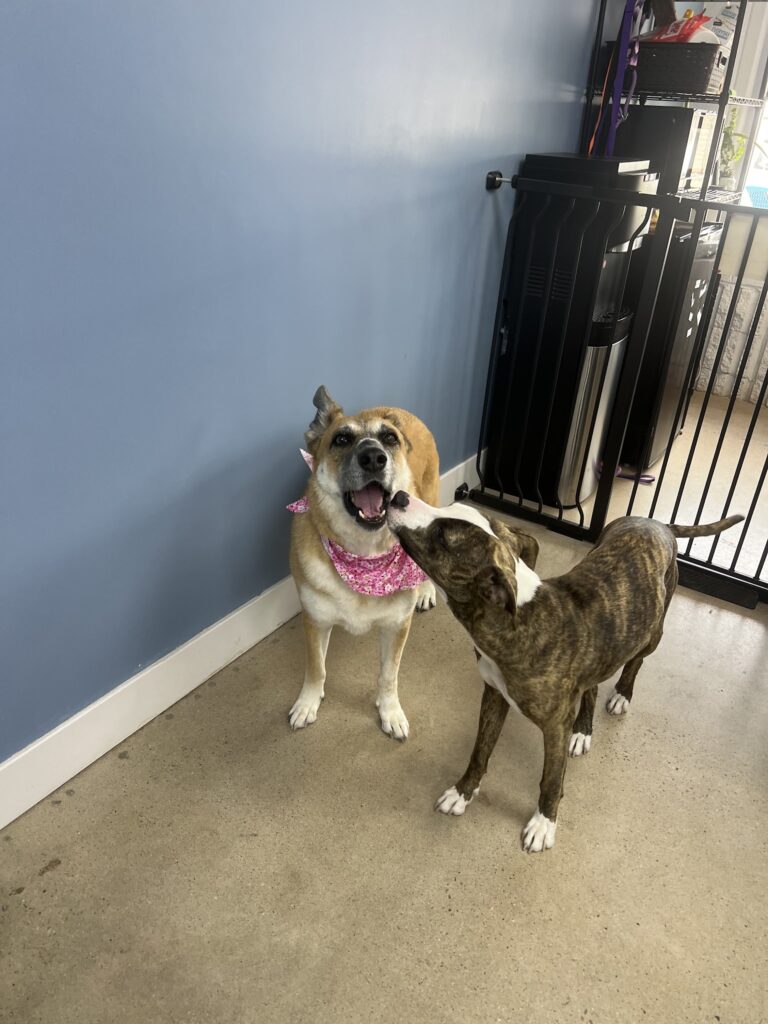 Pawsitive Energy Dog Grooming | Local Vet Clinics