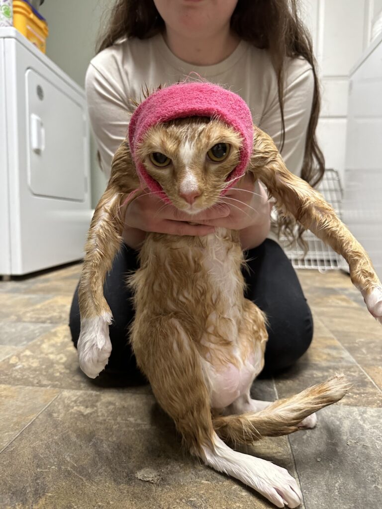 Poodle Bangs | Local Vet Clinics